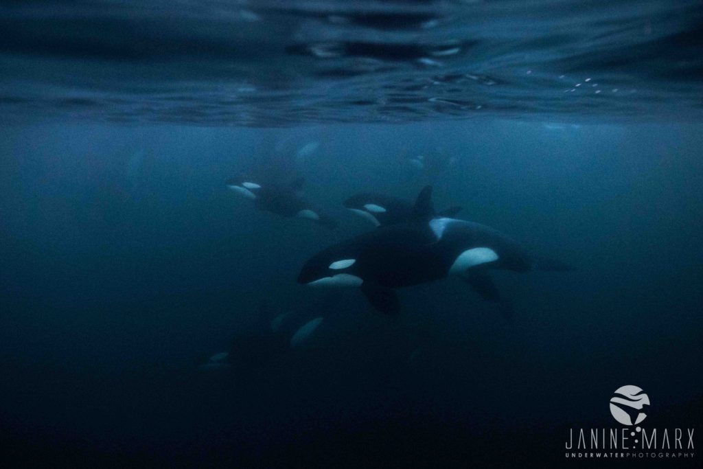 Swim with Orcas in Norway: a killer (whale) adventure